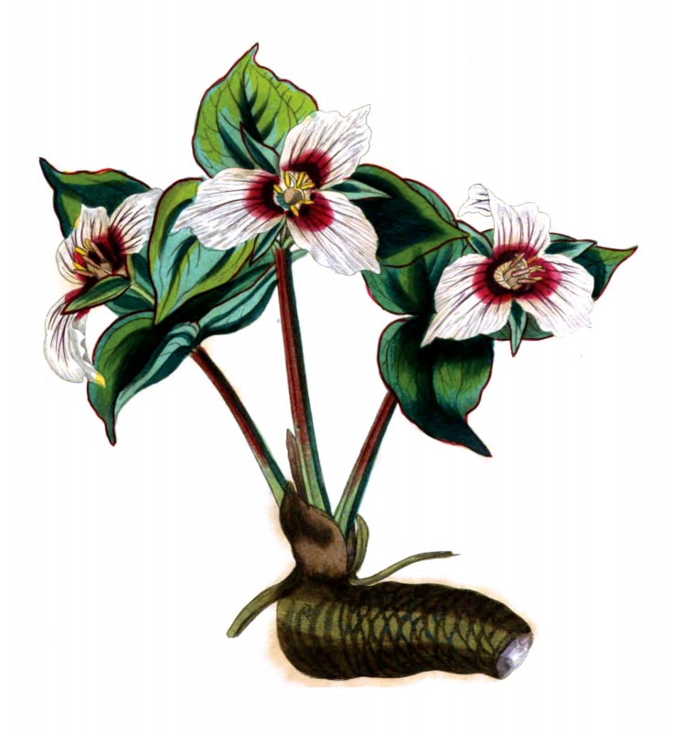 Trillium flower illustration - Classroom Clipart