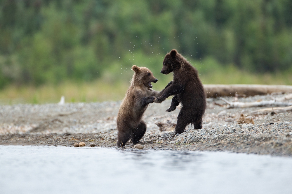 two bear cubs on shore - Classroom Clip Art
