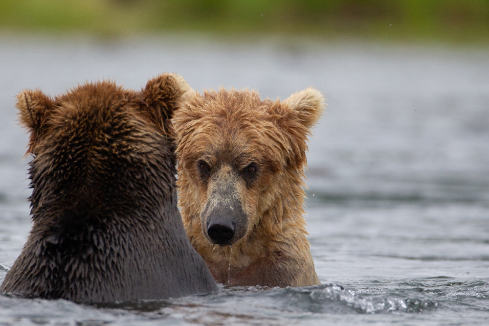 two bears staring at each other in water - Classroom Clip Art