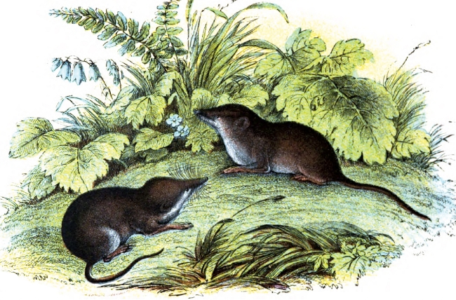 Free Two Comon Shrews Near Green Plants And Flowers Color Illustratio ...