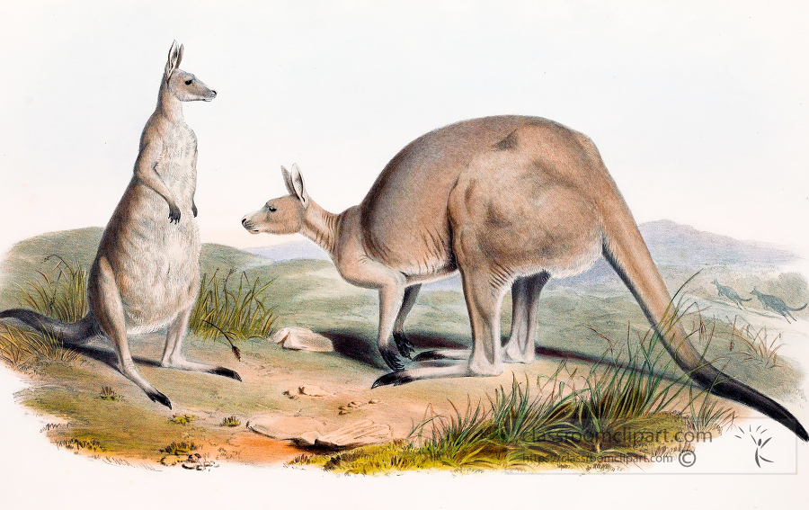 Two Great Gray Kangaroos color illustration - Classroom Clip Art