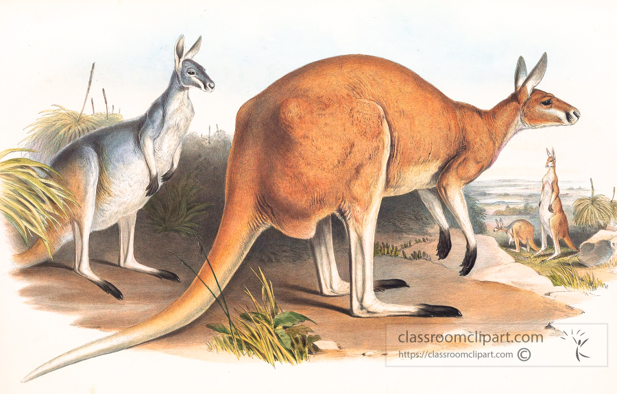 two Great Red Kangaroos color illustration - Classroom Clip Art