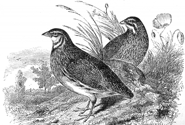 two partridge birds engraved illustration - Classroom Clip Art