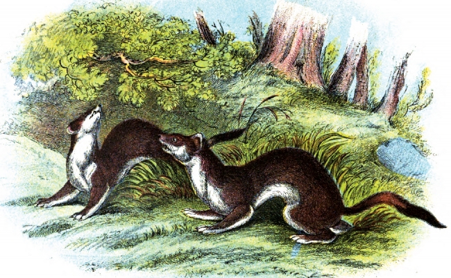 Two Weasels In Plants Color Illustration - Classroom Clip Art