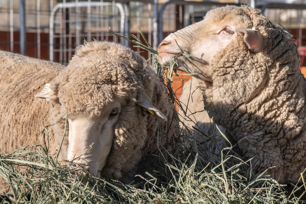 two sheep happily eating hay two sheep happily eating hay - Classroom ...