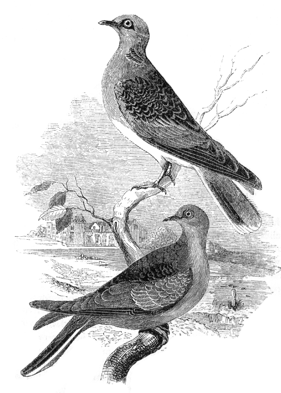 Free two turtle dove engraved bird illustration - Classroom Clipart