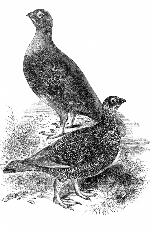 two views of grouse birds engraved illustration - Classroom Clip Art
