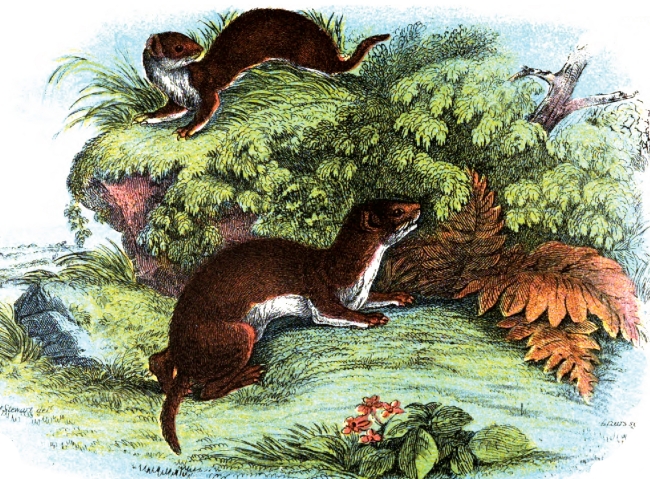 Two Weasels In Plants Color Illustration - Classroom Clip Art