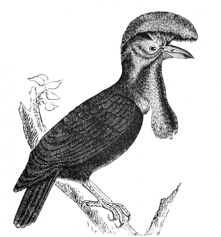 umbrella bird - Classroom Clip Art