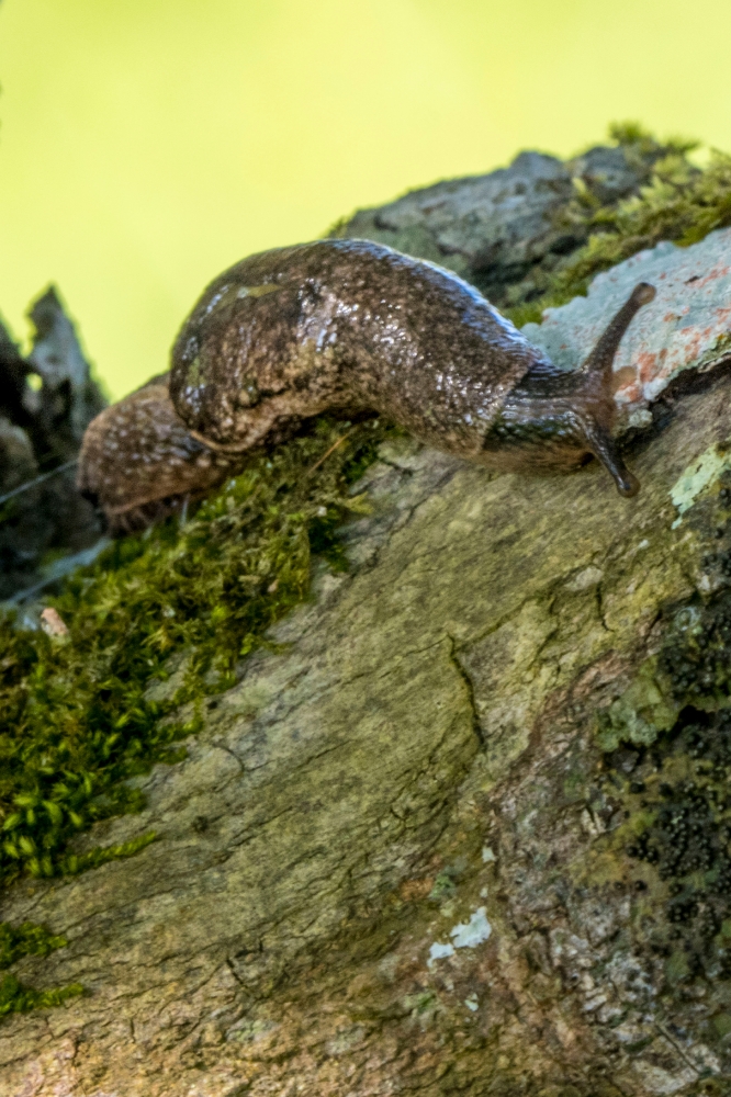 very small brown parmarion slug on tree branch - Classroom Clip Art