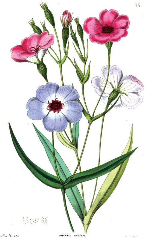 viscaria flower illustration - Classroom Clipart