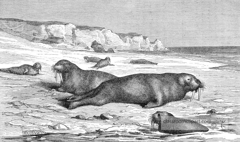 Free massacre of walruses illustration - Classroom Clipart