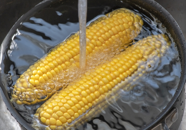 washing fresh yellow corn under running water photo - Classroom Clip Art