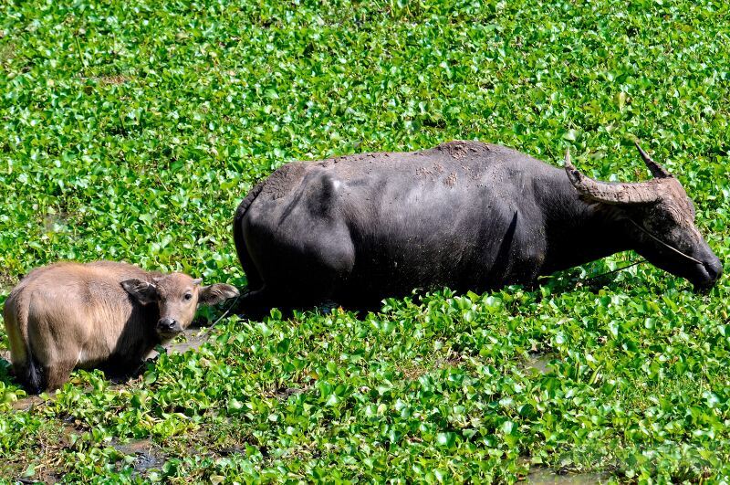 Water Buffalo - Classroom Clip Art