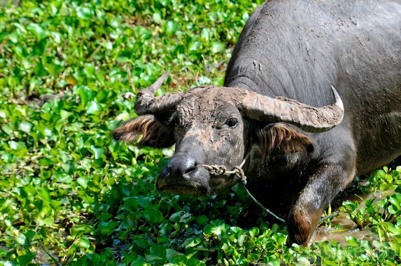 Water Buffalo - Classroom Clip Art