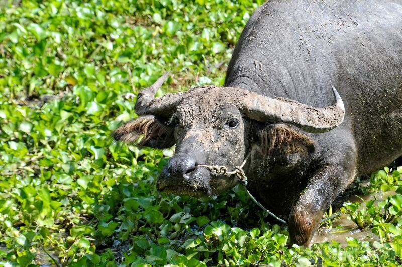 Water Buffalo - Classroom Clip Art