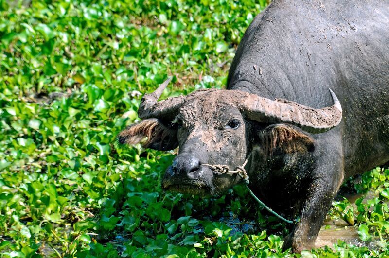 Water Buffalo - Classroom Clip Art