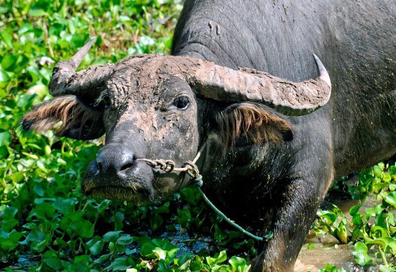 Water Buffalo - Classroom Clip Art
