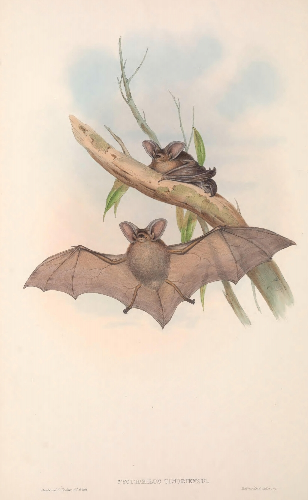 Free Gcoffroys Nyctophilus bat color illustration - Classroom Clipart