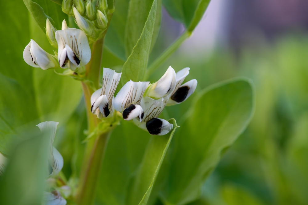 white black flowering fava beans 2095 - Classroom Clip Art