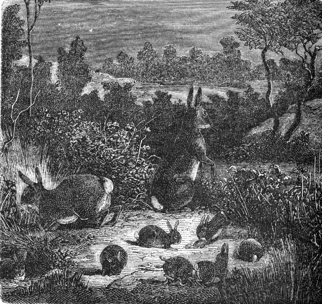 wild rabbits illustration - Classroom Clipart