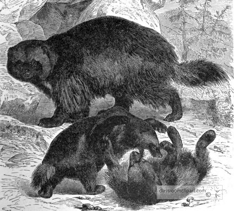 wolverine animal historical illustration - Classroom Clip Art