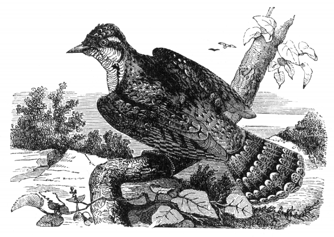 wry neck engraved bird illustration - Classroom Clip Art