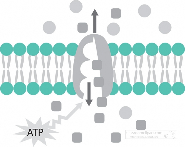 active transport of molecules across cell membrane gray color ...