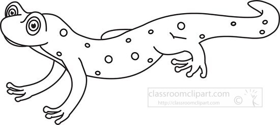 amphibian-spotted-newt-black-white-outline-910.eps - Classroom Clip Art