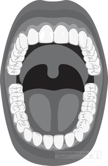anatomy of teeth oral cavity white background gray color - Classroom ...