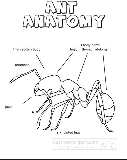 ant anatomy outline printout - Classroom Clipart