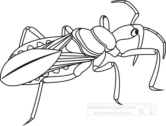 Free assassin bug insect black white outline clipart - Classroom Clipart