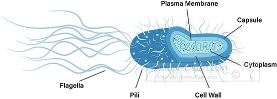 bacteria cross section labeled parts vector clipart - Classroom Clip Art