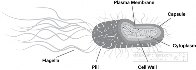 bacteria cross section labeled parts vector gray color - Classroom Clip Art