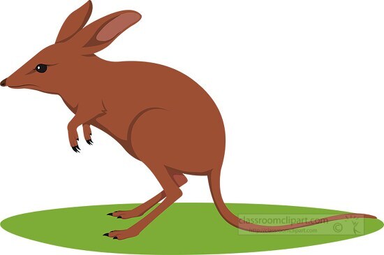 bandicoot potoroo marsupial clipart - Classroom Clip Art