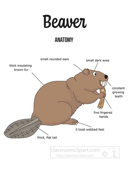 beaver animal anatomy labeled clipart - Classroom Clipart