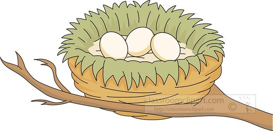 birds nest with three eggs clipart - Classroom Clip Art