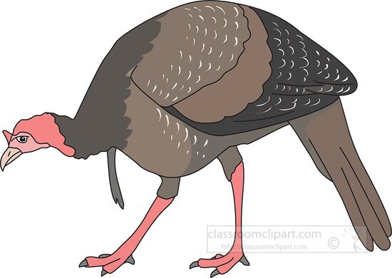 birds wild turkey clipart - Classroom Clip Art