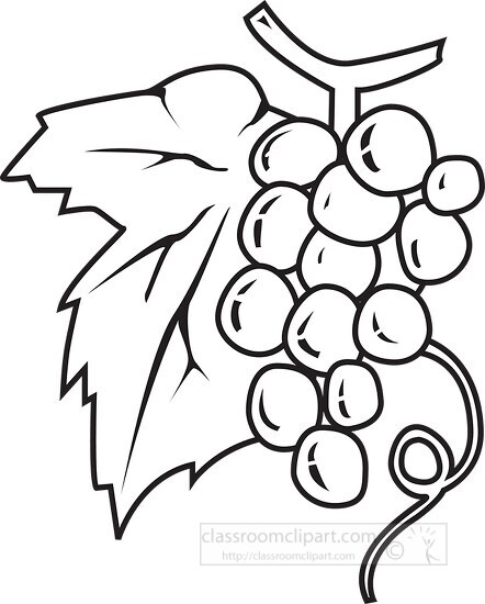black outline fresh grapes on stem clipart - Classroom Clipart