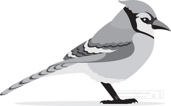 Animal Gray White Clipart-blue jay bird gray clipart
