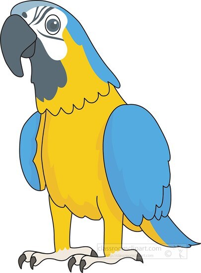 blue yellow macaw parrot - Classroom Clip Art