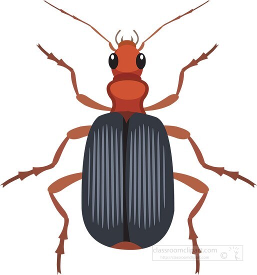 Free bombardier beetle insect clipart - Classroom Clipart