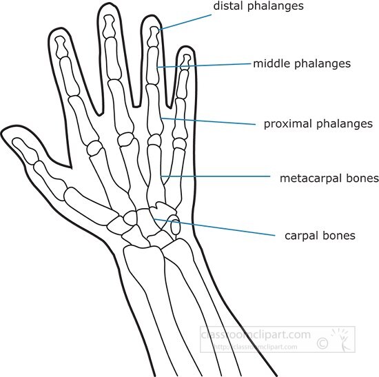 Free bone structure human hand outline clipart - Classroom Clipart
