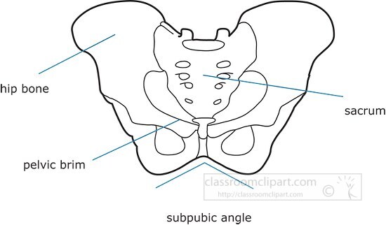 bone structure human pelvis outline clipart - Classroom Clip Art