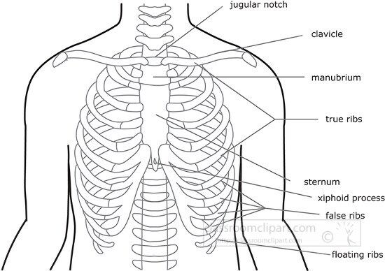 bone structure rib cage outline clipart - Classroom Clip Art