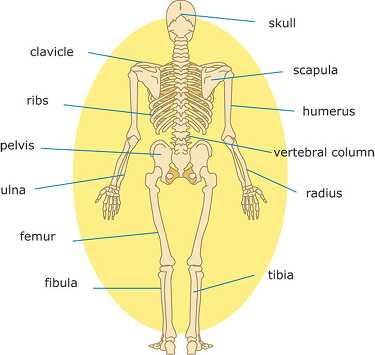 Anatomy Clipart - bone strurcture of the human body back