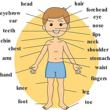 Boy Body Anatomy Body Parts Labeled Classroom Clip Art