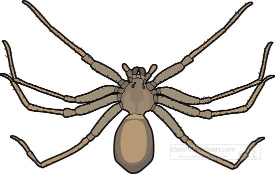 brown recluse spider - Classroom Clipart
