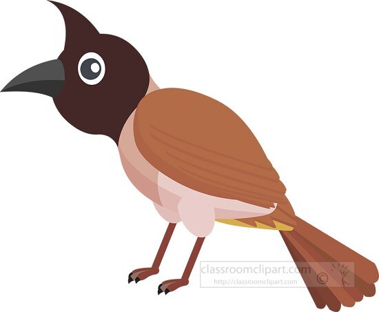 bulbul bird clipart - Classroom Clip Art