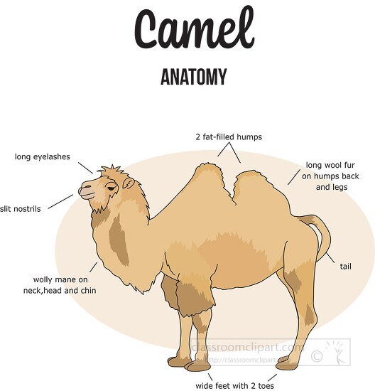 camel external anatomy clipart - Classroom Clip Art